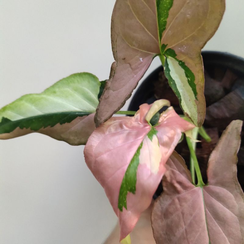 ไตรคัลเลอร์ Syngonium Red Spot Tricolor - tonmaitonmon - ThaiPick