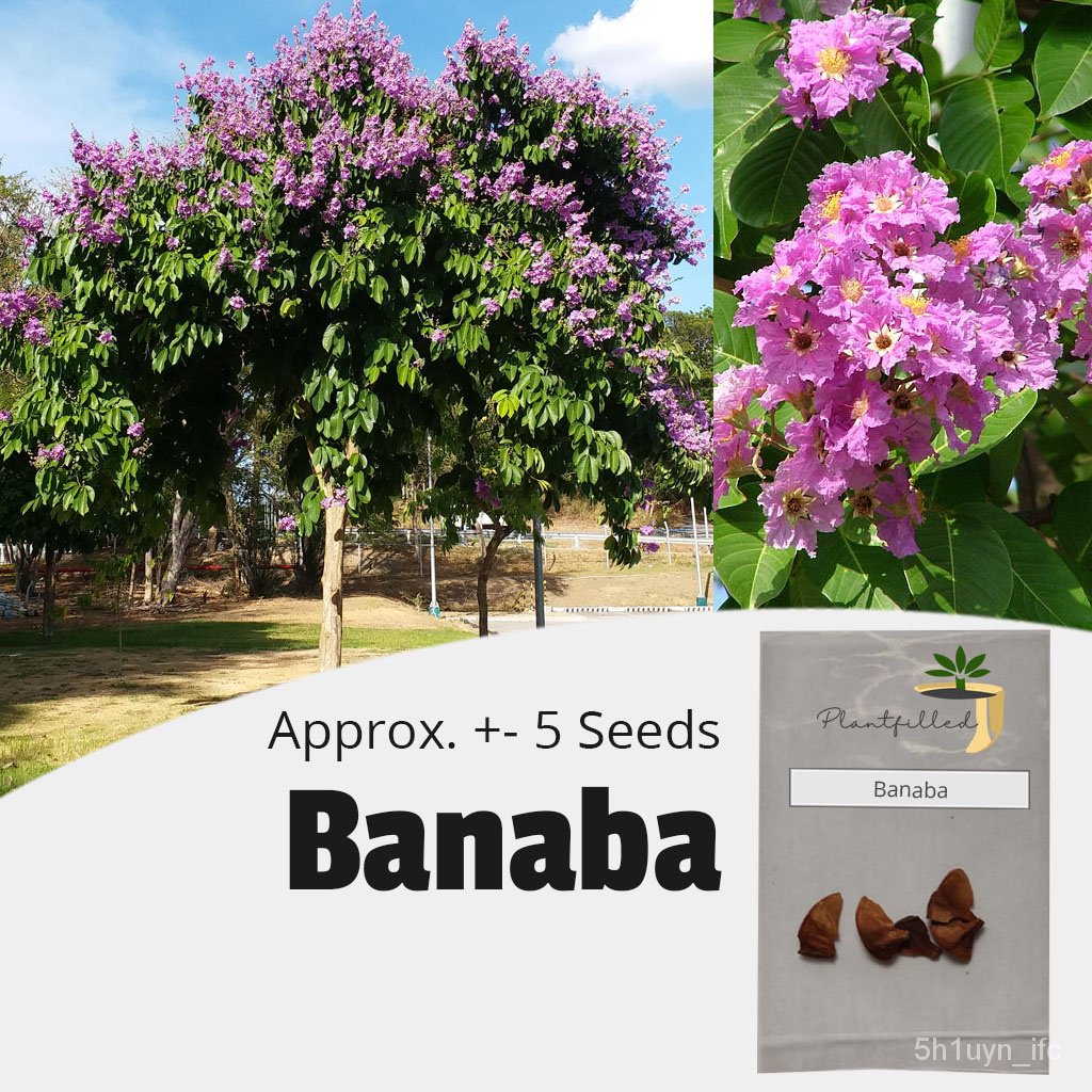 จุดประเทศไทย Plantfilled Banaba Tree Seeds for planting Trees Approx. 5 ...