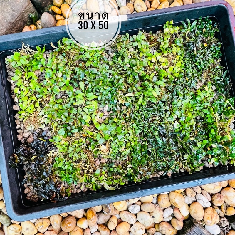 ถาดสุดคุ้ม bucephalandra บูเซป bucep buce ต้นไม้น้ำ - mainam.station ...
