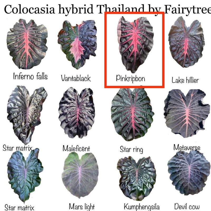 พิ้งค์ลิปบอน Colocasia Hybrid Pink Ribbon พิ้งค์ริปบอน - suratkhumsuk ...