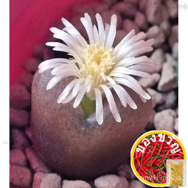 Conophytum Maughanii Living Succulentsed Seeds ISVU - mw1l9pd0ia - ThaiPick