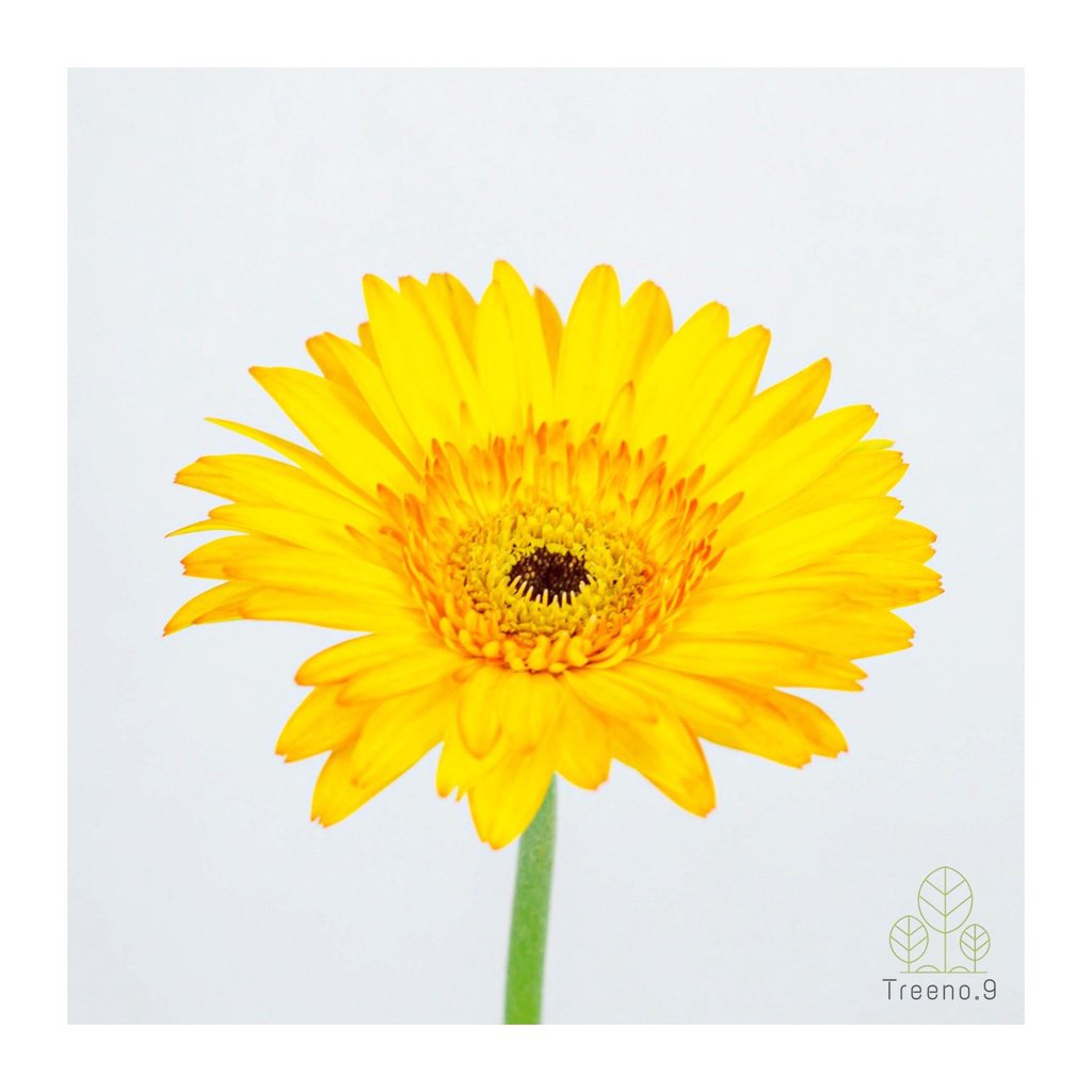 เมล็ดข้าวฟ่างคุณภาพสูง(กรอกโค้ด S7CRTC ลด 40.- ไม่มีขั้นต่ำ) Treeno.9 ...