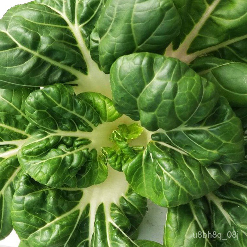 Choy Seeds Baby Nai Pak Cameron Milk Cabbage สีขาวอเบอร์ดีน -250g Fresh ...
