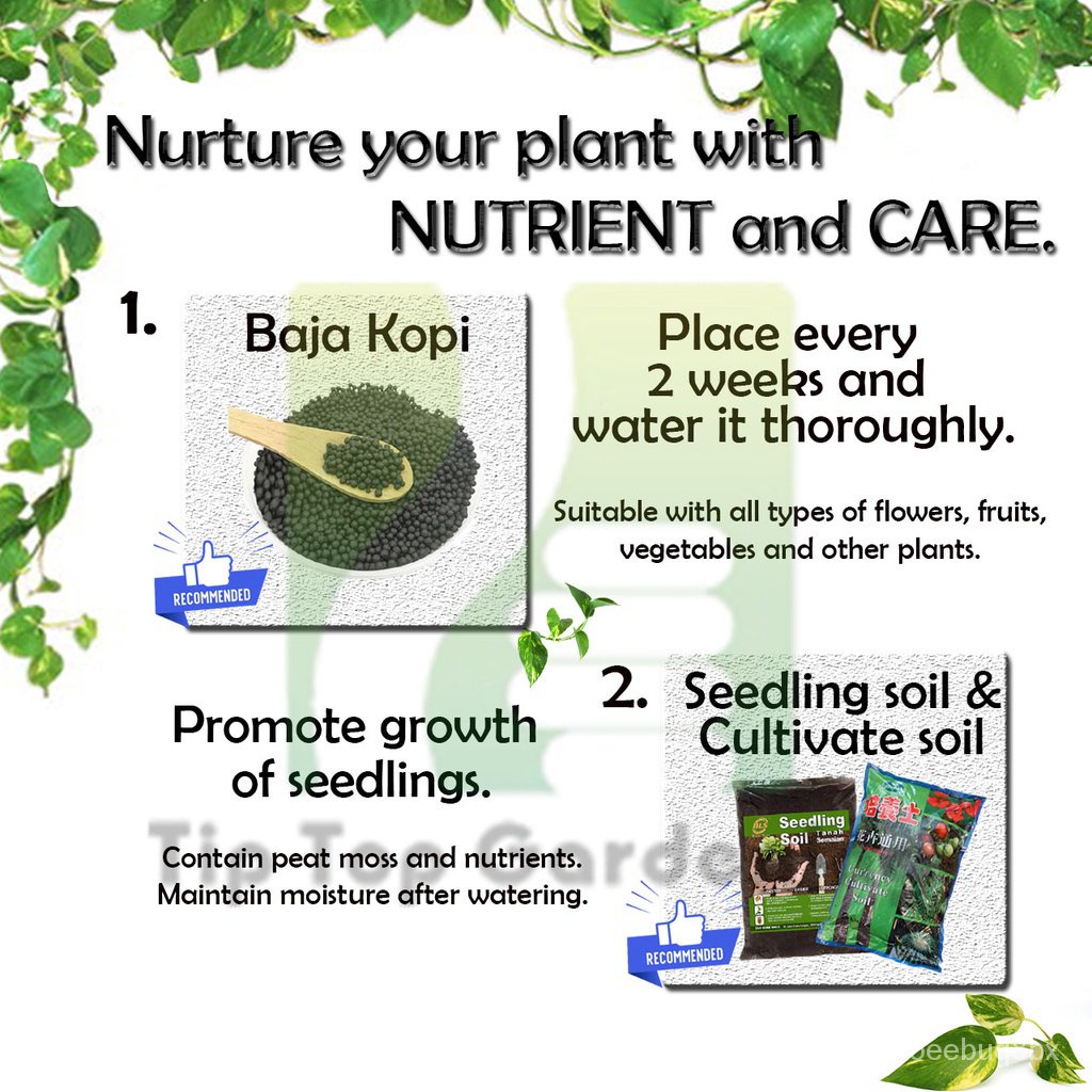 V13 FLOWERING CHINESE CABBAGE JC GARDEN VEGETABLE SEED BIJI BENIH SAWI ...