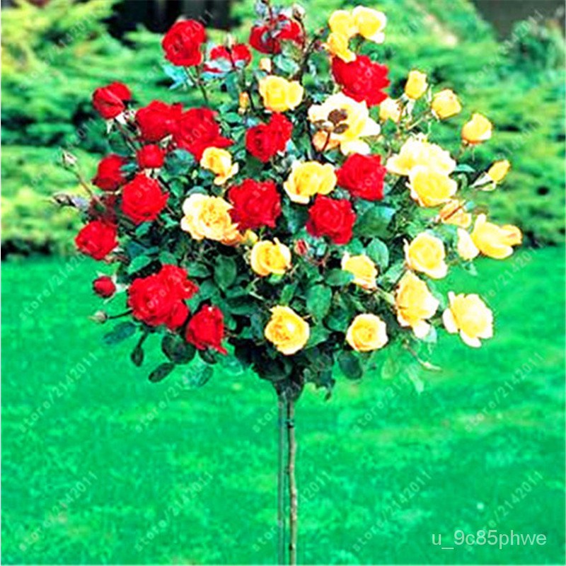 2022100 pcsbag rose tree rose seeds bonsai flower seeds tree seeds ...