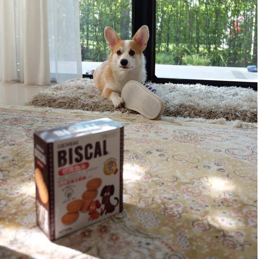 ขนมน้องหมา คุกกี้ลดกลิ่น อึ ฉี่ สุนัข วันที่ 3-4 เห็นผลBISCAL (Original ...