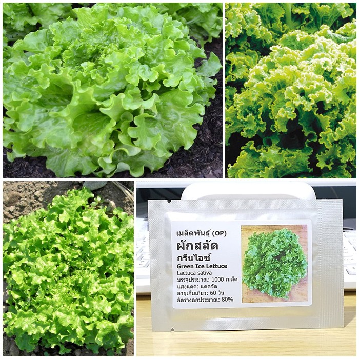 เมล็ดพันธุ์ ผักสลัด กรีนไอซ์ (Green Ice Lettuce Seed) บรรจุ 1000 เมล็ด ...