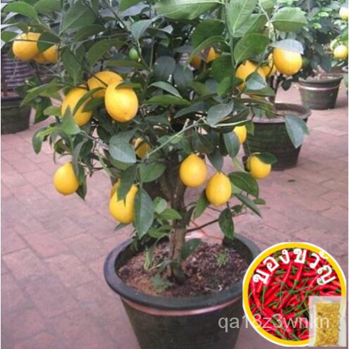 10Pcs Lemon Tree Seeds Mini Bonsai Fruit Lemon fruit Vegetable Seeds Home Garden Planting dNwM ...
