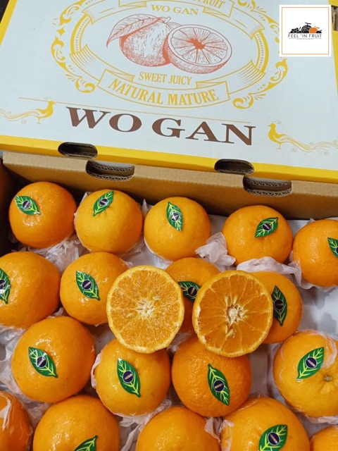 ส้มไต้หวันใหม่ล่าสุด WOGAN อร่อย หวานนาไตล์ส้มไต้หวัน เนื้อฉ่ำน้ำสุดๆ ...