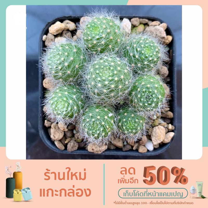PP Cactus , ร้านค้าออนไลน์ | Shopee Thailand