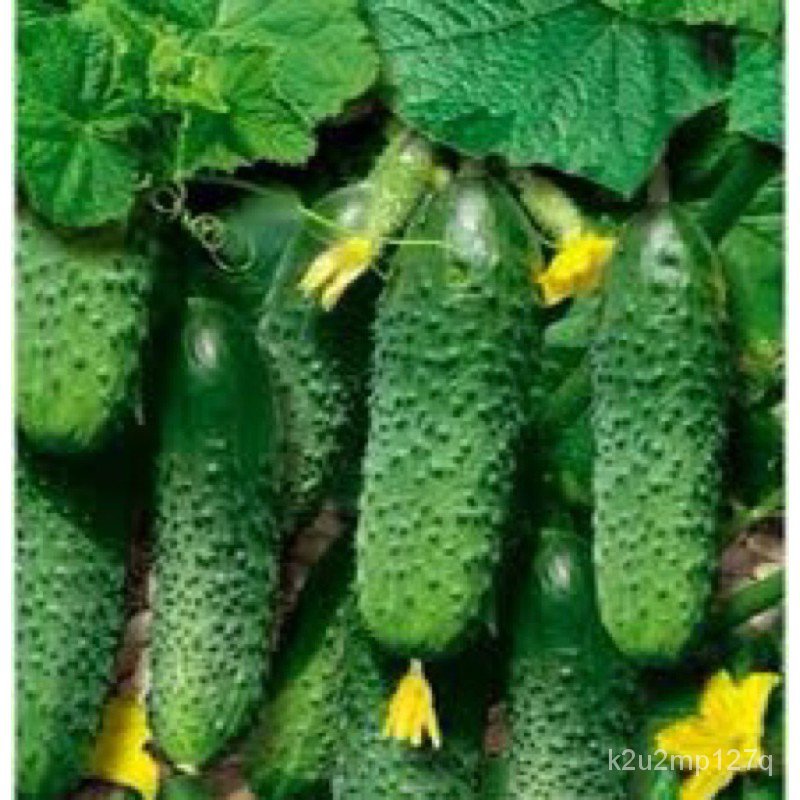 [ผู้จำหน่ายเมล็ดพันธุ์]1 pek@ 20 seeds mini pickle cucumber Biji benih ...