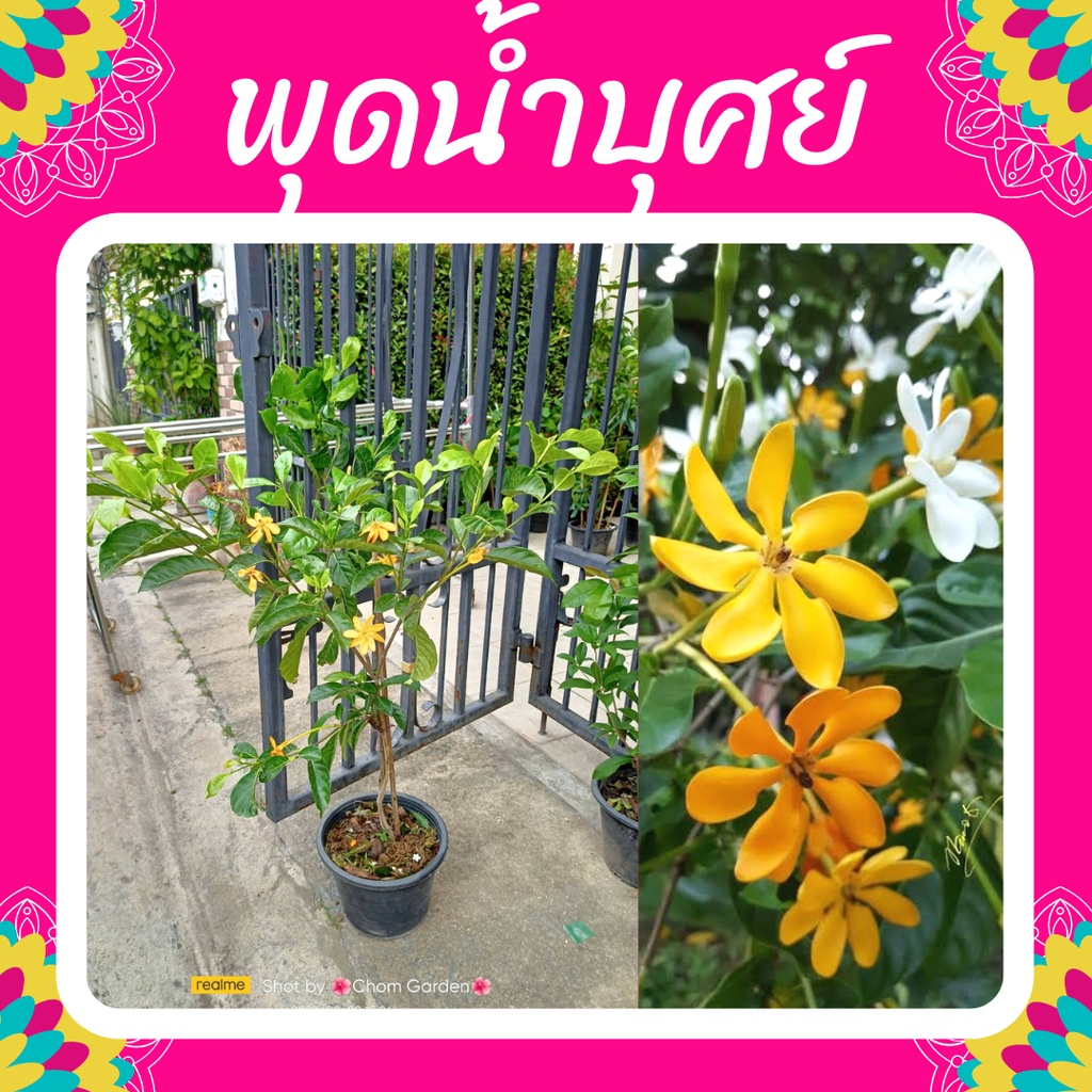 ต้นพุดน้ำบุศย์ ดอกพุดน้ำบุศย์ พุดน้ำบุษย์ ดอกหอม พร้อมส่ง Thep Garden