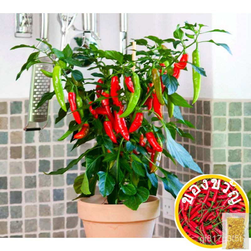 Bonsai Siling Labuyo Seeds -1pack 50pcs Seeds文胸男装手链种子上衣香菜帽子头饰玫瑰鲜花 GSTE ...