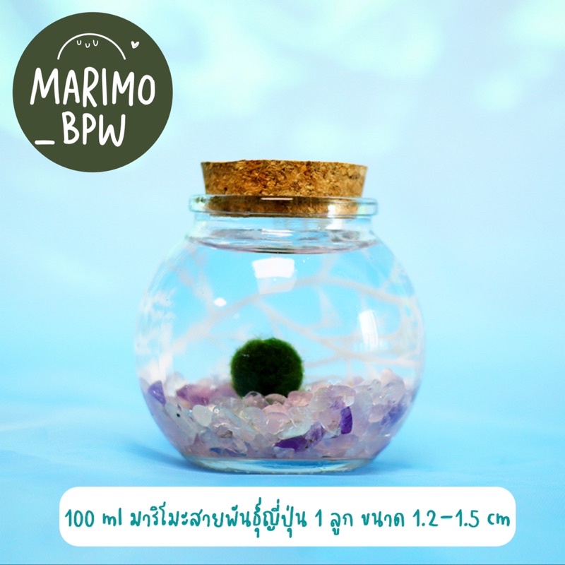 พร้อมส่ง set marimo โหลกลมรุ่น 2 - marimobpw - ThaiPick