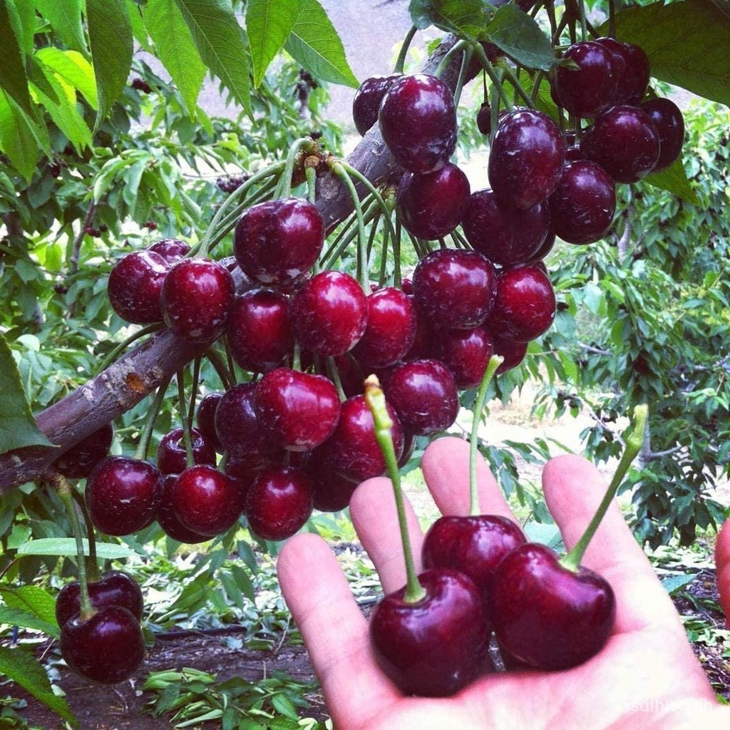 Black Cherry Tree Seeds-10pcs Sweet Cherry Seeds Shrub Prunus Cerasus ...