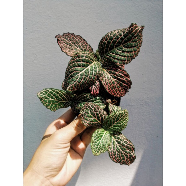 พรมออสเตรเลีย ชมพู fittonia | Shopee Thailand