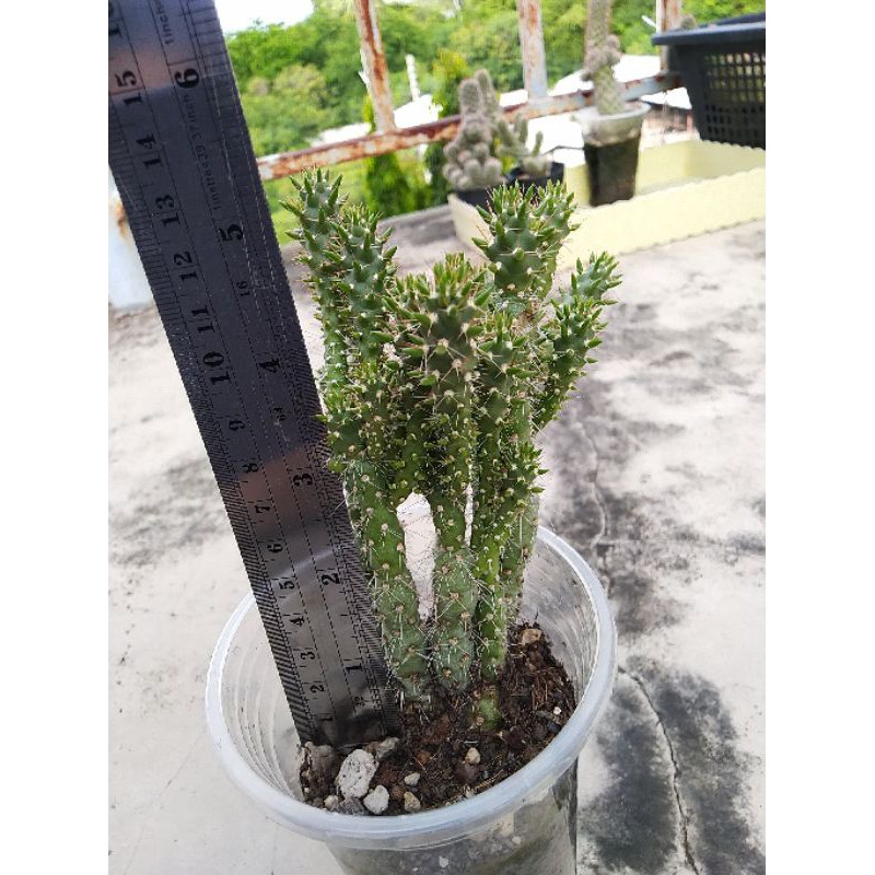 นวมนักมวย ดอกไม้ไฟ พลุสีทอง แคคตัส กระบองเพชร Cactus | Shopee Thailand
