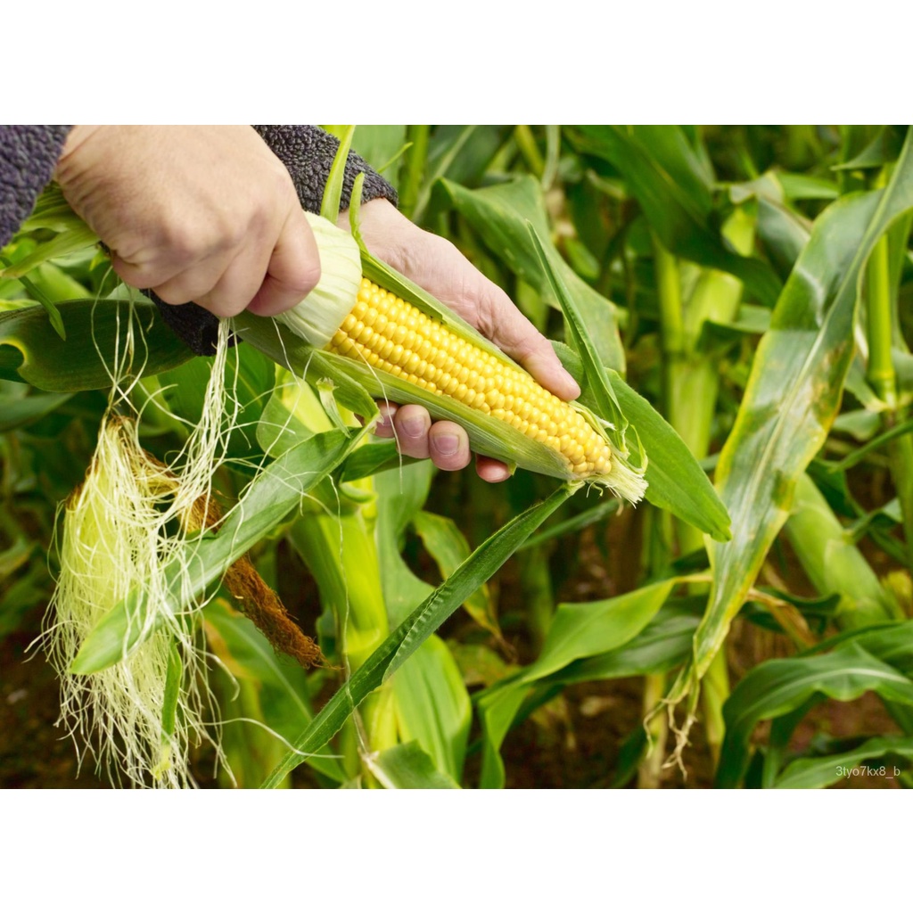 SUPER SWEET CORN SEEDS-50-60pcsเมล็ด (High Yield Easy to plant) เมล็ดแ ...