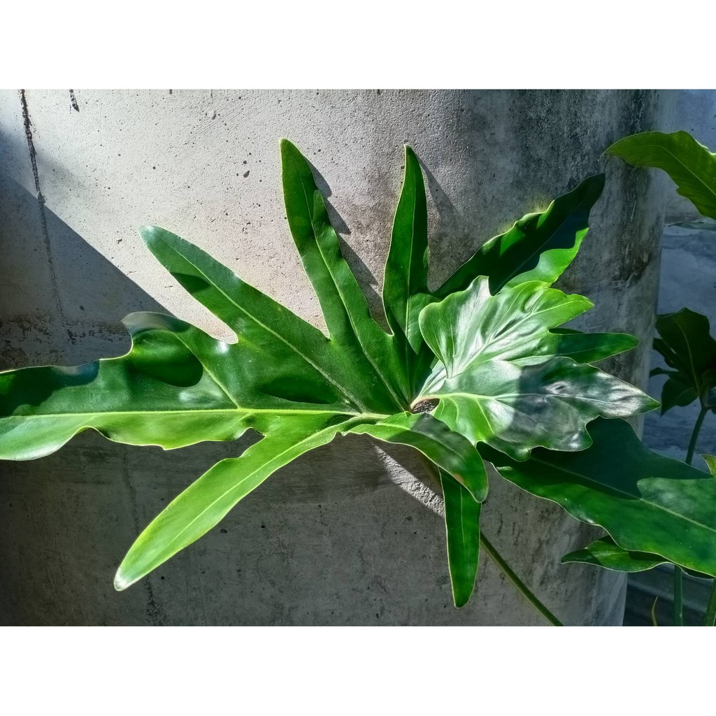 Philodendron Angela ฟิโลเดนดรอนแองเจลล่า หรือ ใบไขว้ | Shopee Thailand