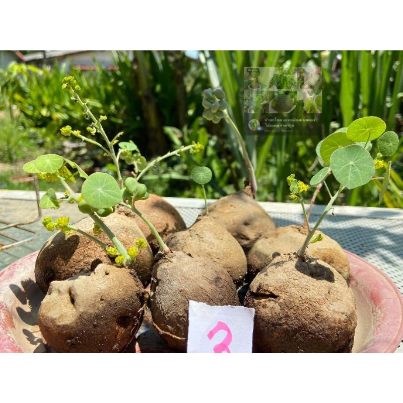 new_niracha, ร้านค้าออนไลน์ | Shopee Thailand