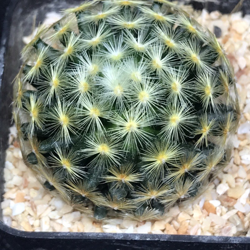 เมล็ดแมมขนนกเหลือง ถูกที่สุด พร้อมโปรโมชั่น เม.ย. 2024|BigGoเช็คราคาง่ายๆ