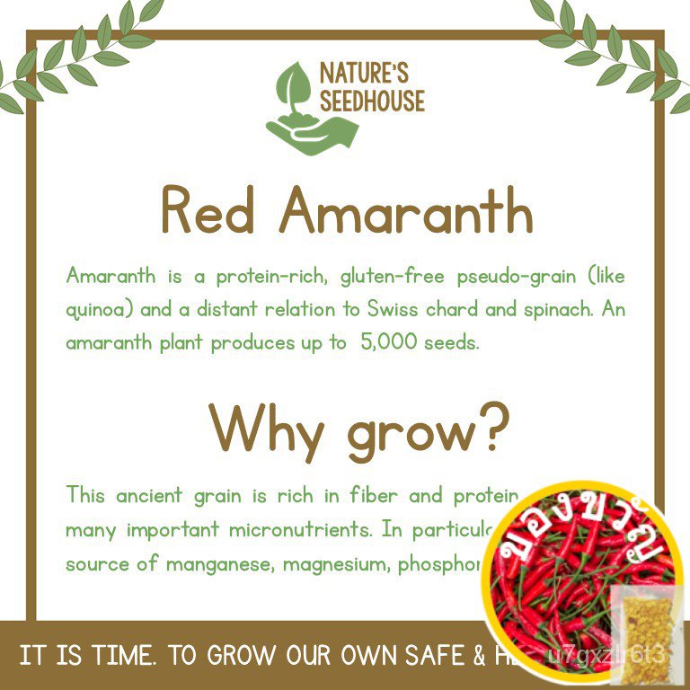 Red Amaranth Seeds Kulitis Seeds Herb Seeds Vegetable Seeds Plant Seeds ...