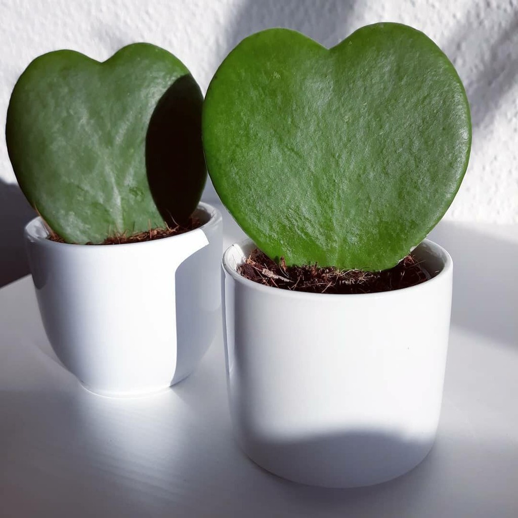 Hoya Kerrii โฮย่า ใบรูปหัวใจ ไม้เลื้อย ต้นไม้แห่งสัญญลักษณ์แห่งความรัก ...