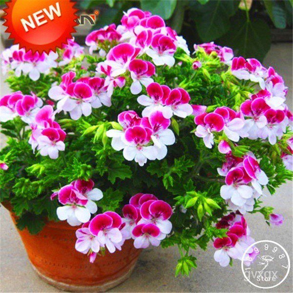Big Sale!100 PCS/Bag Two-color Red White Univalve Geranium Seeds ...