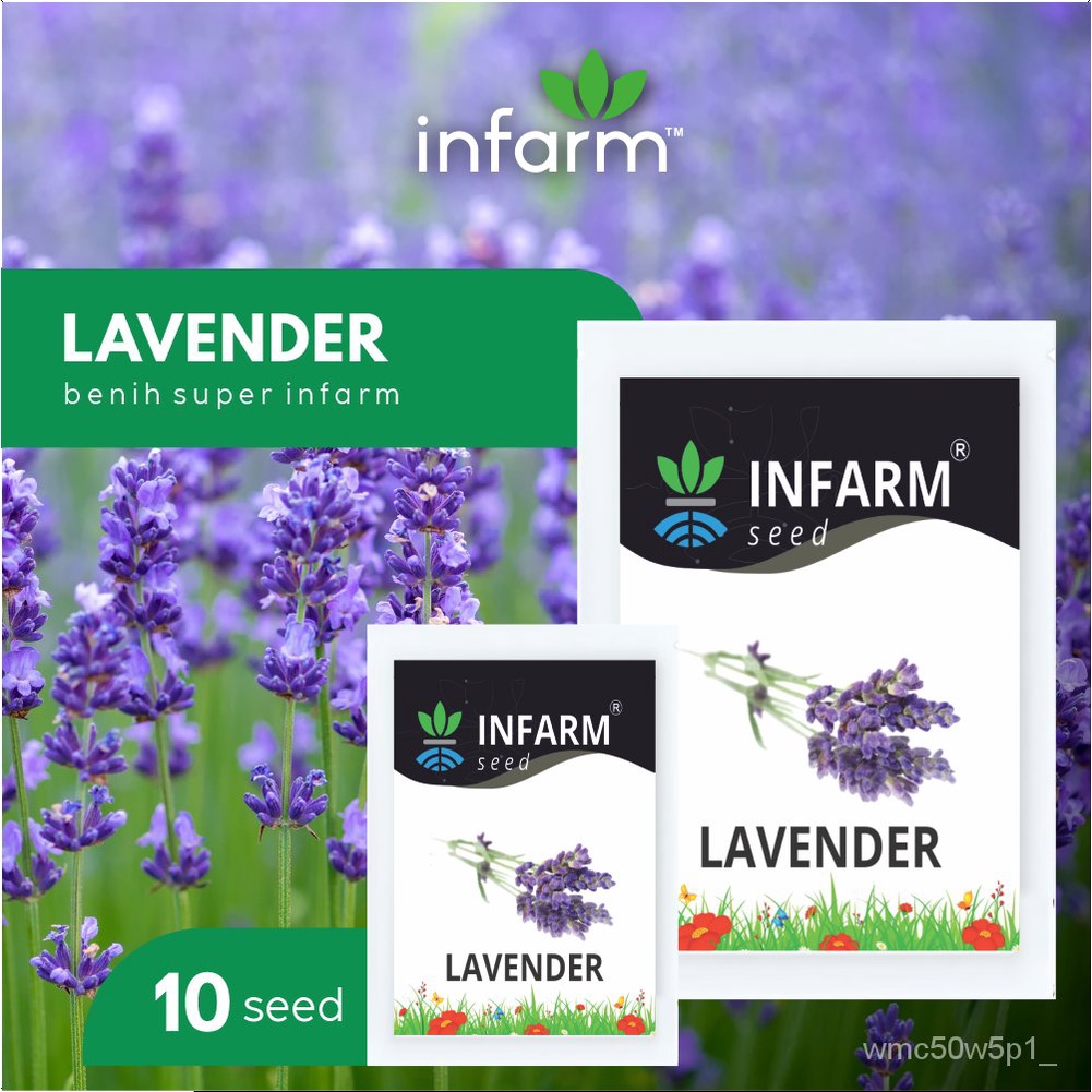 Sobrang buto ng lavender bulaklak 100pcs MZLS | Shopee Thailand