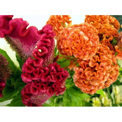 จุดประเทศไทย [Plantfilled] Cockscomb Celosia Floral Coral Mix Seeds for ...