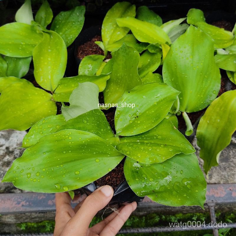 Anak Pokok Cekur / Kencur - Dalam Polybag | Shopee Thailand