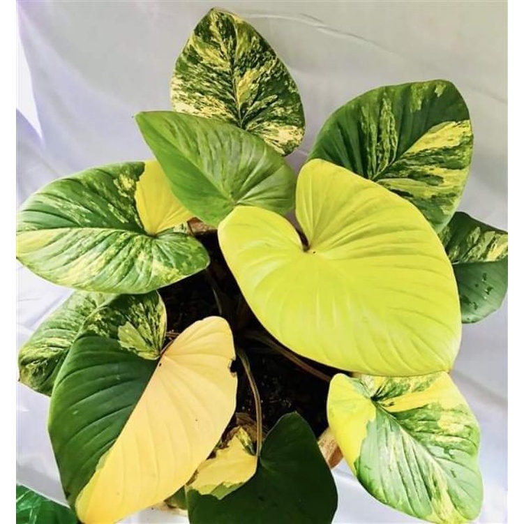 บุษราคัมทูโทน(ต้นแม่พีชประกายเลม่อน) - kasorn1983.rin - ThaiPick