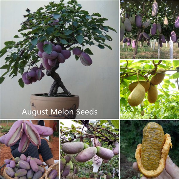 ☸ ปลูกง่าย ปลูกได้ทั่วไทย ของแท้ 100% 50 เมล็ด August Melon Seeds พันธุ์ไม้ผล คุณค่าทางโภชนาการ ...
