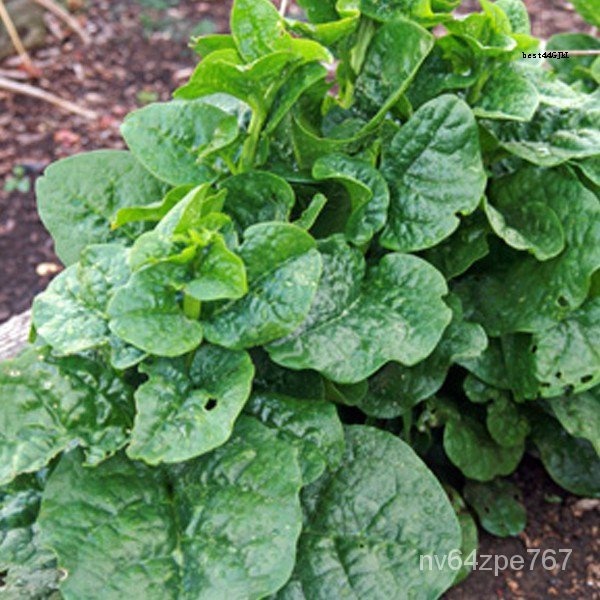 Grabbit vegetable Seeds Malabar Spinach Biji Benih Sayur 落葵เมล็ดดอกไม้ ...