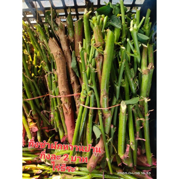 กิ่งผักหวานบ้านสำหรับปักชำ ผักหวานบ้าน ผักหวาน จำนวน 100200กิ่ง - ladda ...
