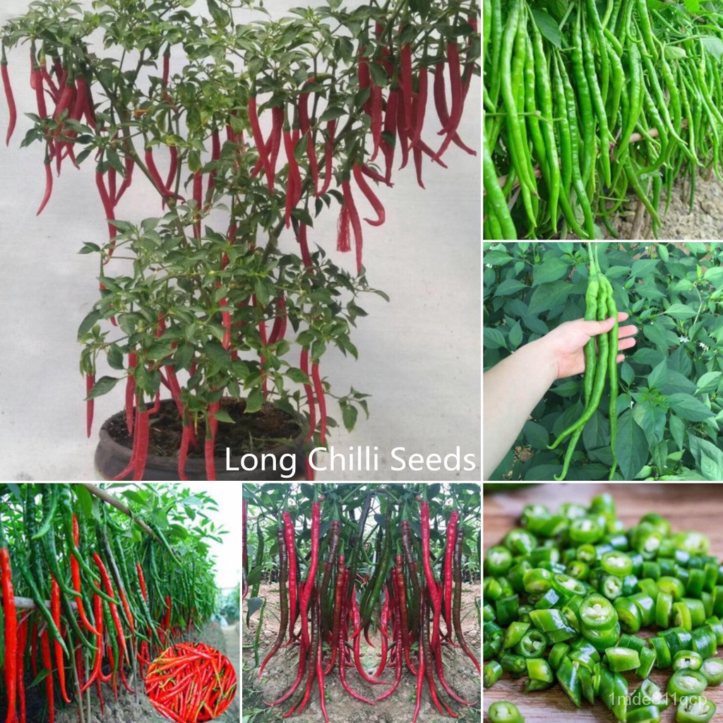 à¸ˆà¸¸à¸”à¸›à¸£à¸°à¹€à¸—à¸¨à¹„à¸—à¸¢ Fast Germination Local Ready Stock ...