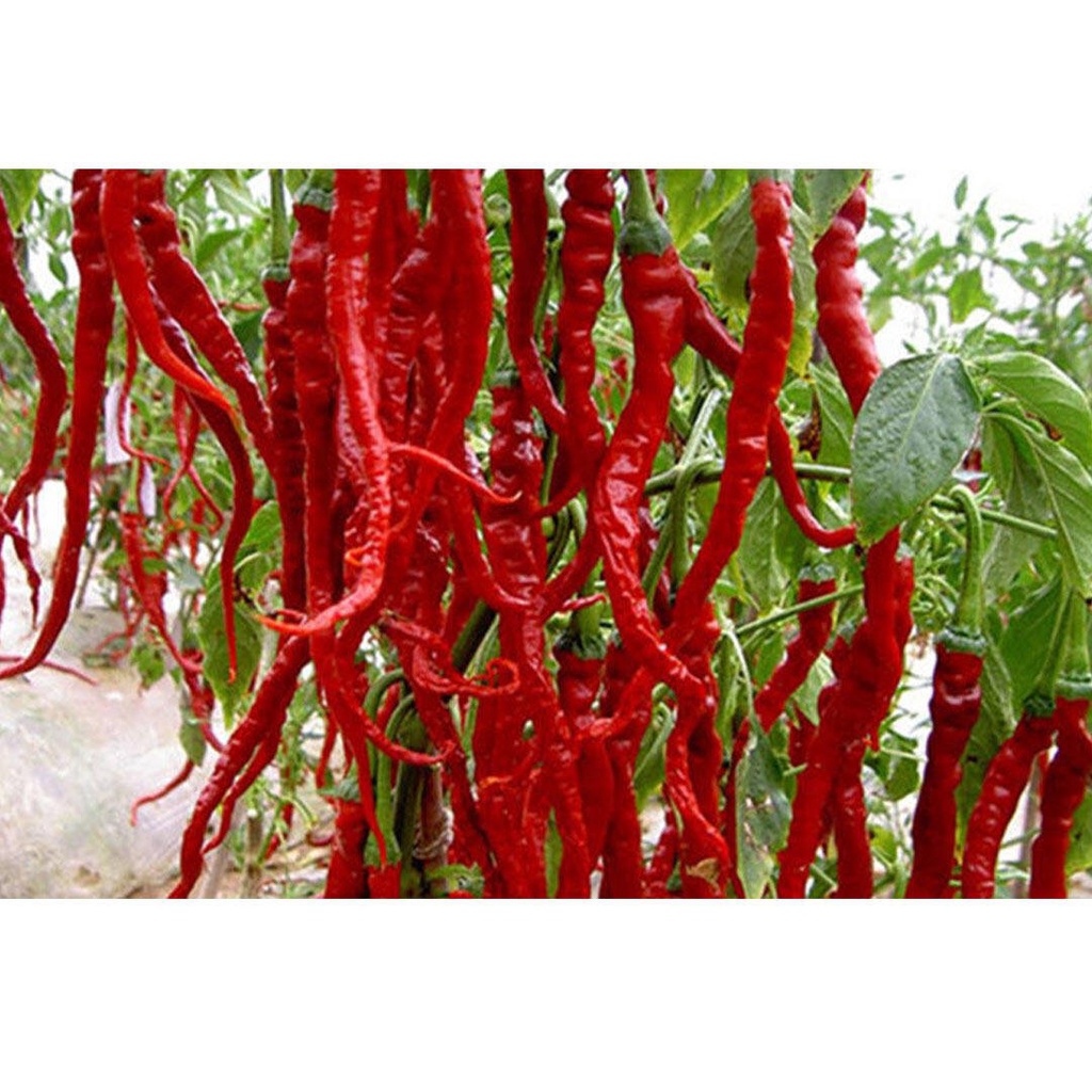 เมล็ดพันธุ์คุณภาพสูงในสต็อกในประเทศไทยเมล็ดอวบอ้วนพริกยาวโจลอง เมล็ด ...