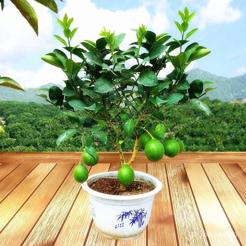 10Pcs Lemon Tree Seeds Mini Bonsai Fruit Lemon fruit Vegetable Seeds Home Garden Planting dNwM ...