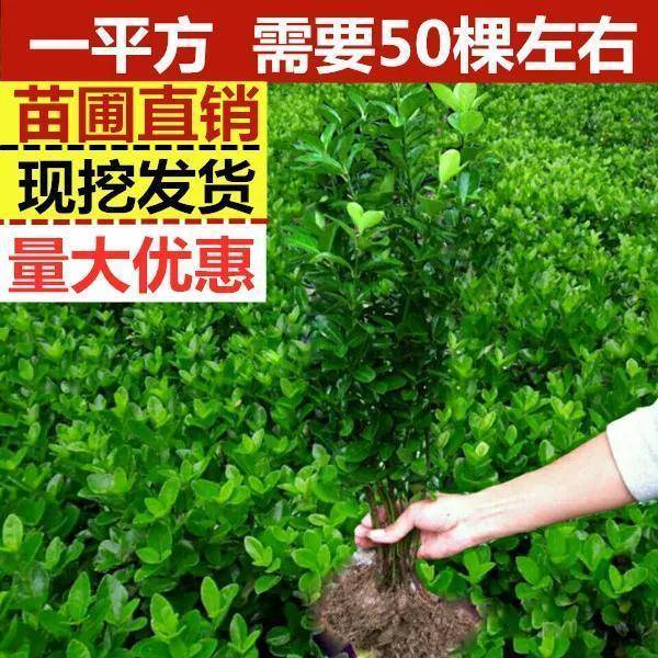 Holly seedlings four seasons evergreen outdoor tree seedlings ...