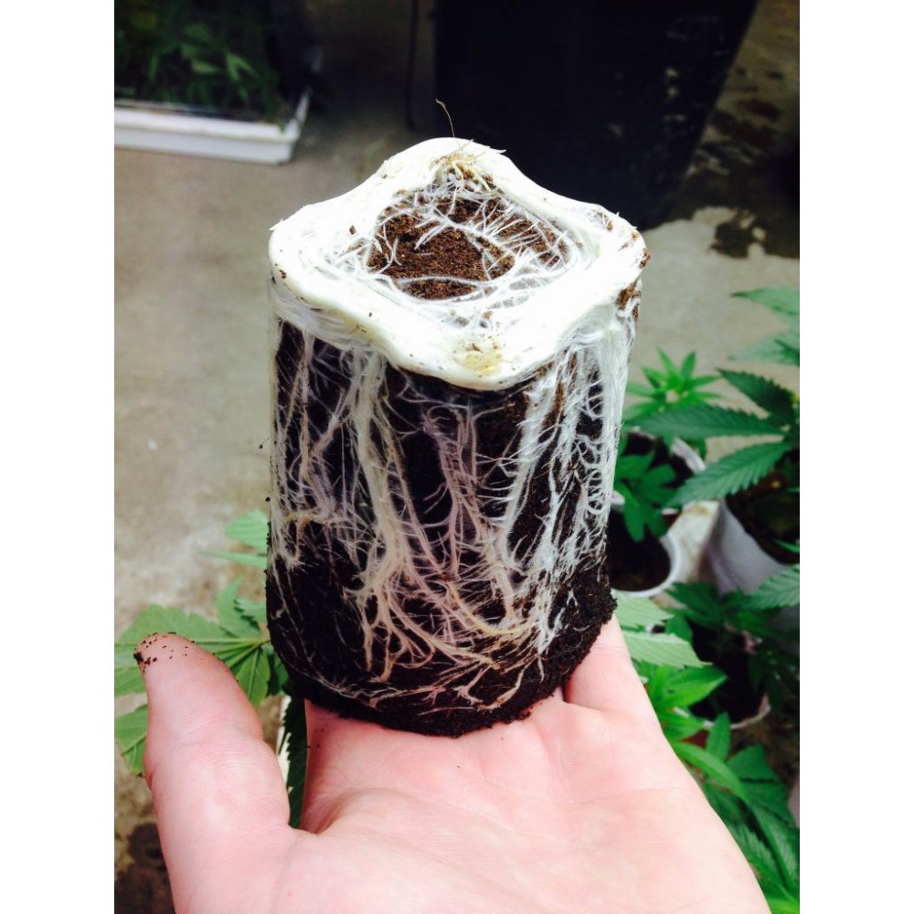 Root Riot ถุง original package ขนาด 100 cubes ปักชำ เพาะ เมล็ด ของแท้ ...