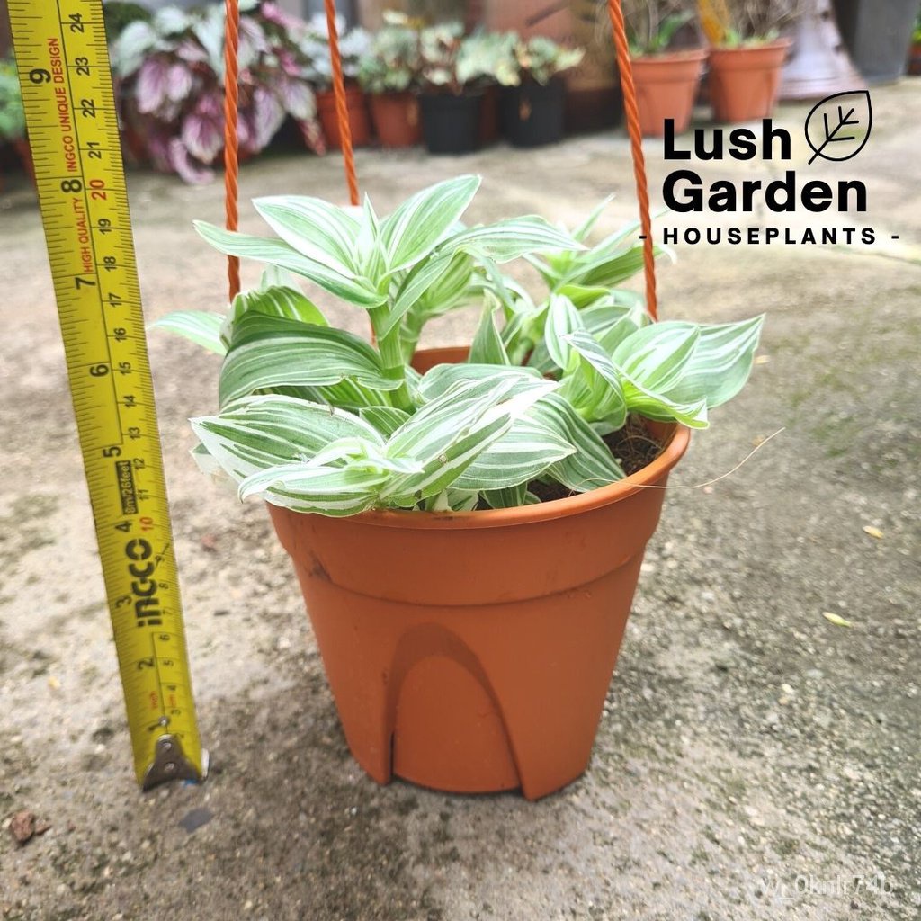 Tradescantia fluminensis 'Albovittata'/Giant White Inch Plant 150mm Pot ...