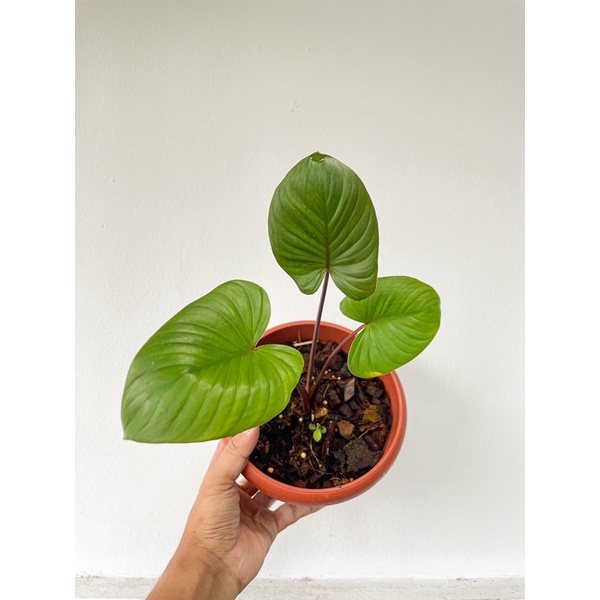 Alice_Plants, ร้านค้าออนไลน์ | Shopee Thailand