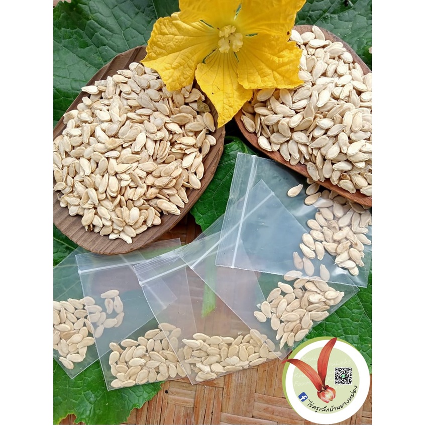 เมล็ดพันธุ์ แฟง อินทรีย์ Organic Marrow Seed 50 เมล็ด - kaojaikandee ...