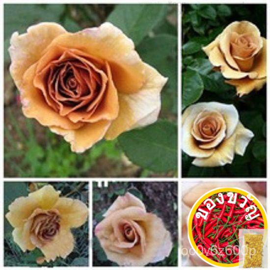 3x Packs Rare White Blood Flower Rose Seeds- LOCAL READY STOCKSดอกไม้แ ...