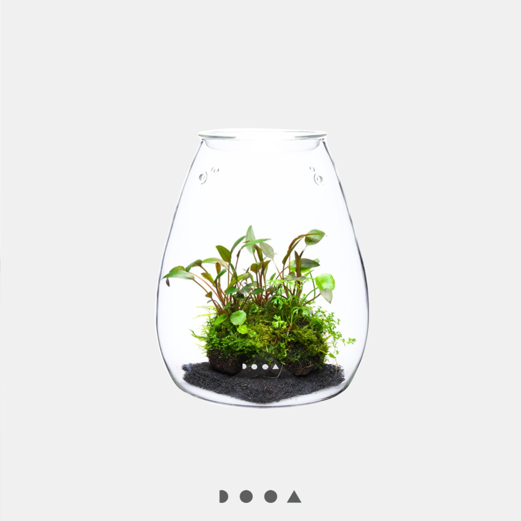 DOOA GLASS POT SHIZUKU โหลแก้วพร้อมฝาปิดสำหรับปลูกต้นไม้ - aqualabstore ...