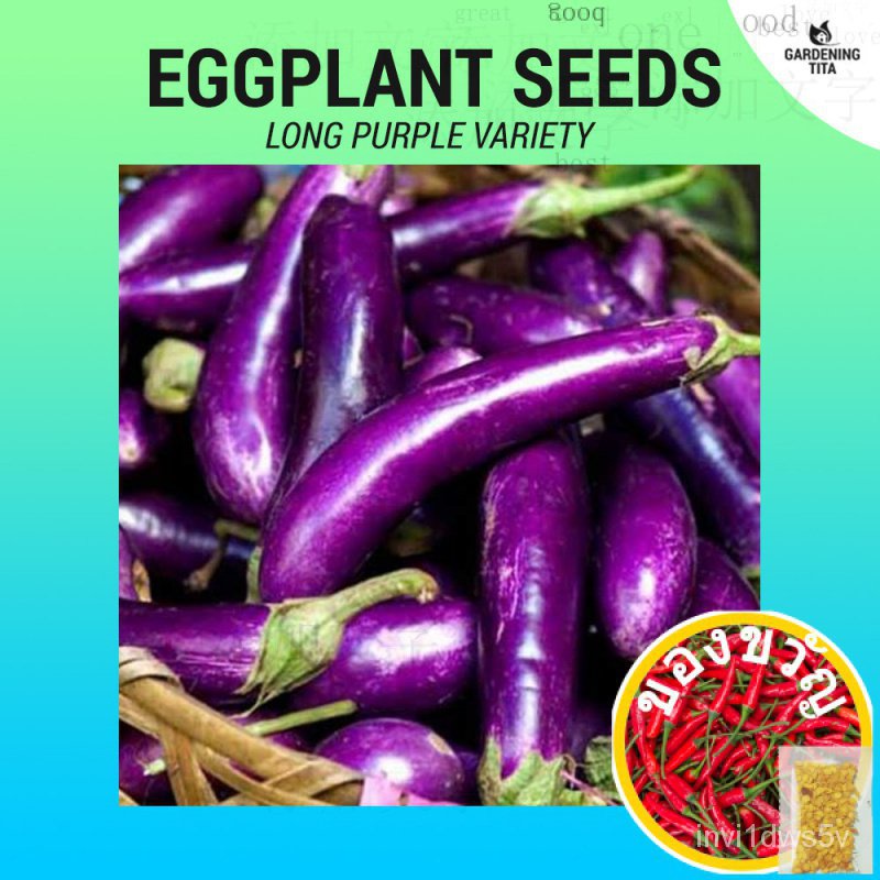 Eggplant Seeds 105 pcsseedsหมวกกางเกงแอปเปิ้ลมะละกอแม่และเด็กบ้านและสวนดอกไม้ดอกทานตะวันสร้อย ...
