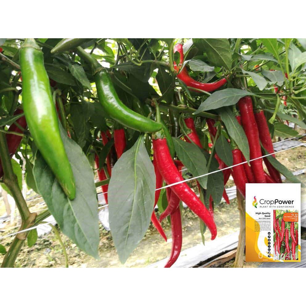 จุดประเทศไทย Chili seeds Benih Cili รุ่นแรกของการผสมพันธุ์เมล็ดพริกไทย ...