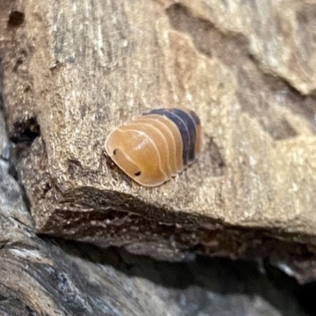 Isopod Cubaris sp”Amber Ducky” น้องเป็ดเหลืองคาดสายดำ🐥 | Shopee Thailand