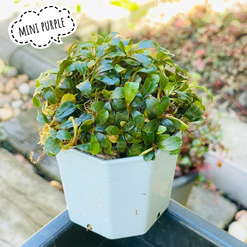 bucephalandra mini purple ต้นไม้น้ำ bucep buce | Shopee Thailand