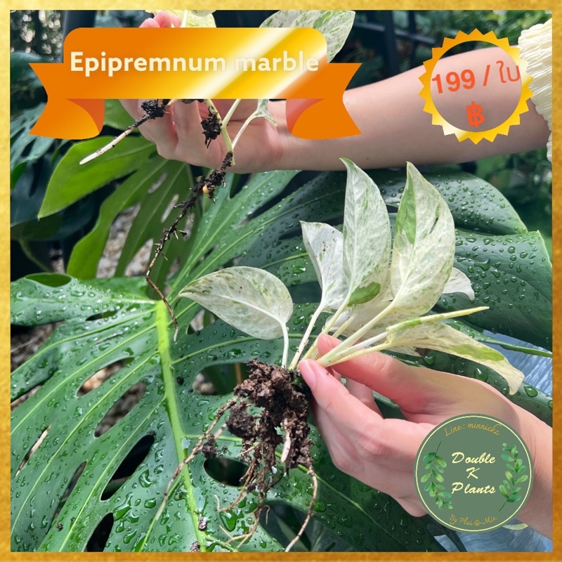 Epi marble ️ตรงปก️ (มาร์เบิ้ลแท้ ด่างจัดจ้าน เลือกต้น) - double_k_plants - ThaiPick